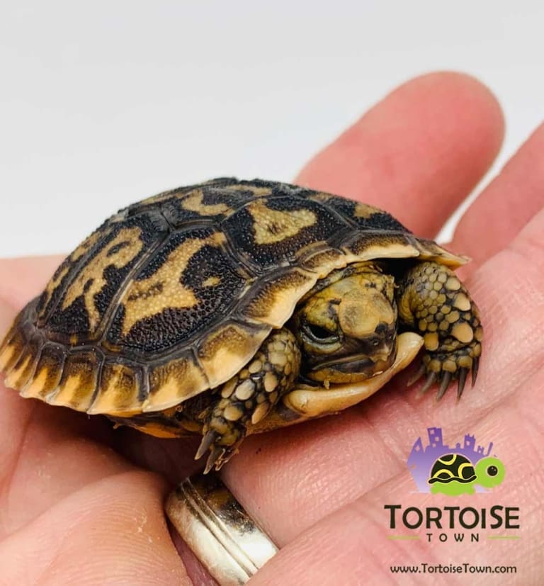 Pancake tortoise for sale | baby African pancake tortoises for sale