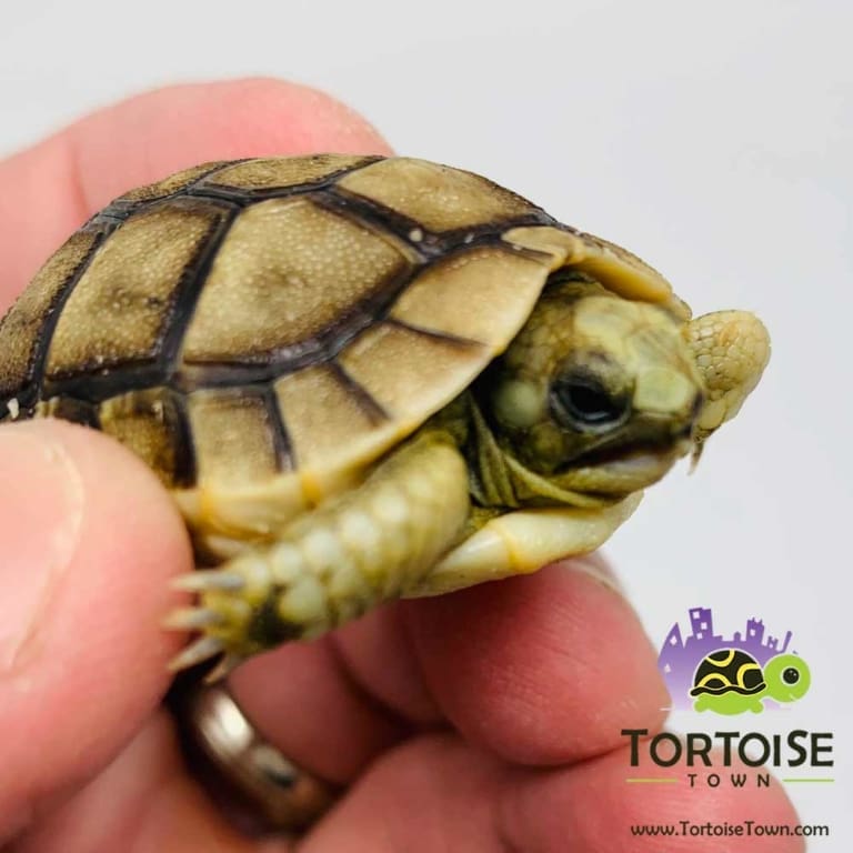 Moroccan Greek tortoise for sale | Greek tortoise hatchlings for sale