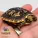 Pancake Tortoise Care Guide 2026 - Complete Species Profile