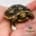 Pancake tortoise for sale | baby African pancake tortoises for sale
