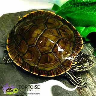 Dwarf turtles for sale | Small turtles for sale | Slider | Spotted ...