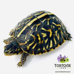 Dwarf turtles for sale | Small turtles for sale | Slider | Spotted ...