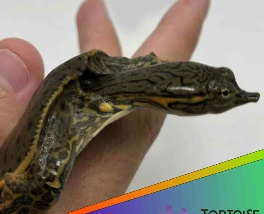Leopard Softshell Turtle for sale online by the best turtle breeders.