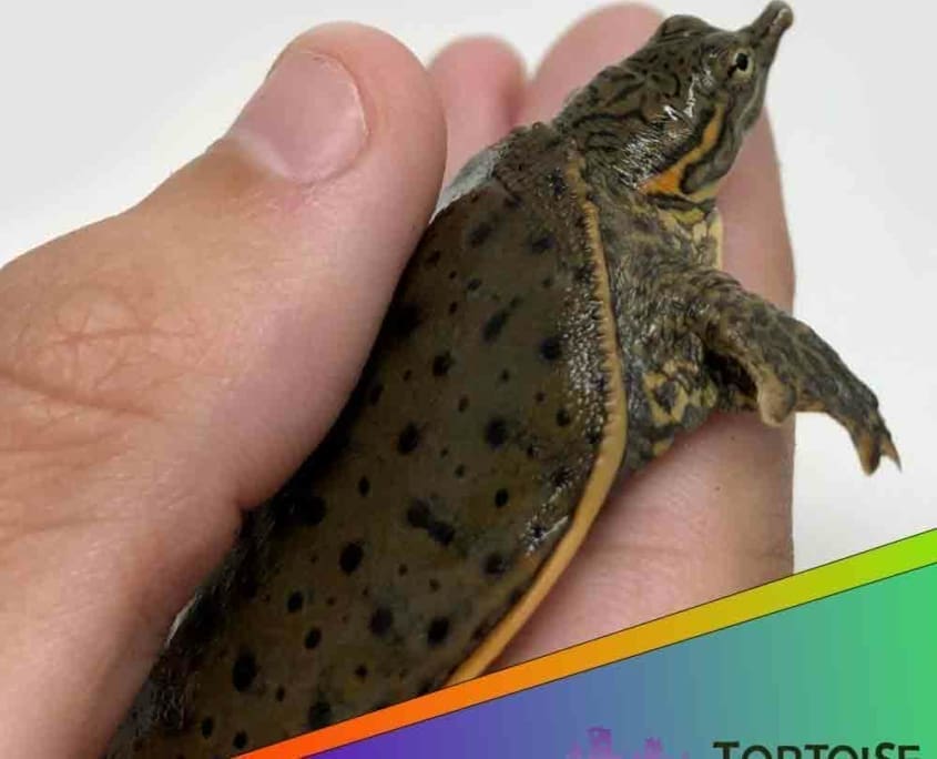 Leopard Softshell Turtle for sale online by the best turtle breeders.