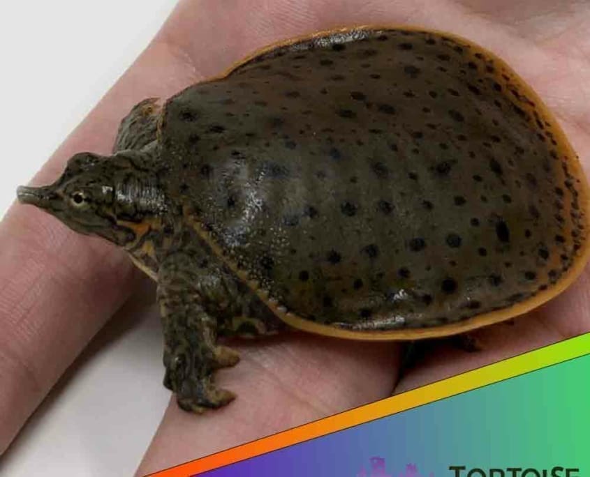 Leopard Softshell Turtle for sale online by the best turtle breeders.