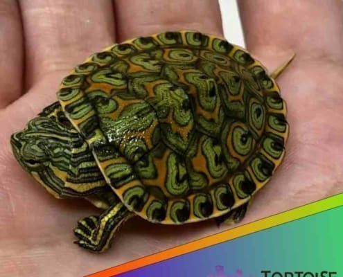 Ornate slider turtle for sale online. Baby slider turtles for sale online.