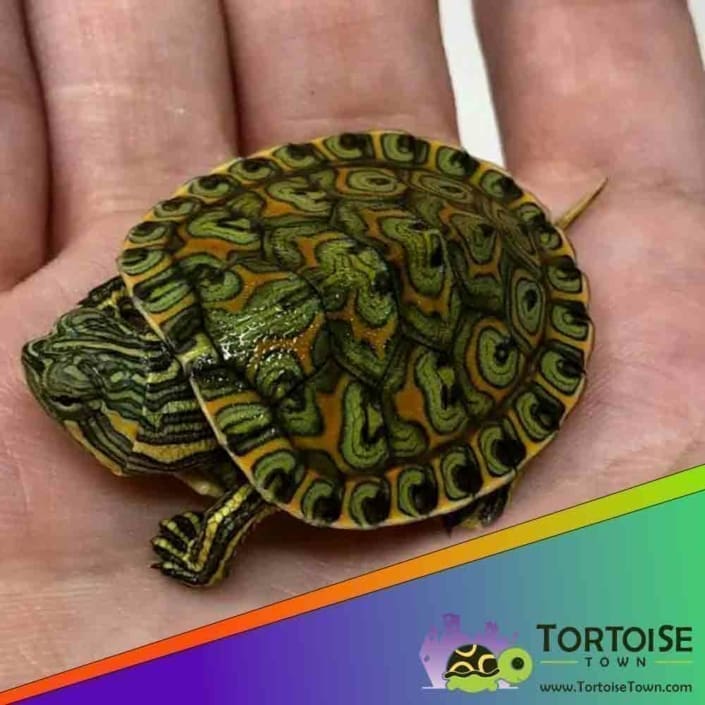 baby turtles for sale online | live baby turtle for sale near me | prices