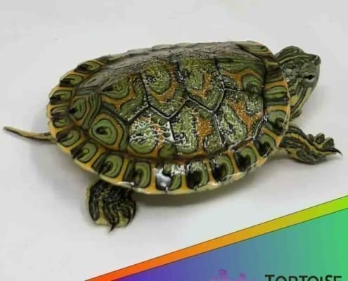 Peacock slider turtle for sale online | Baby slider turtles for sale