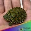 Peacock slider turtle for sale online | Baby slider turtles for sale