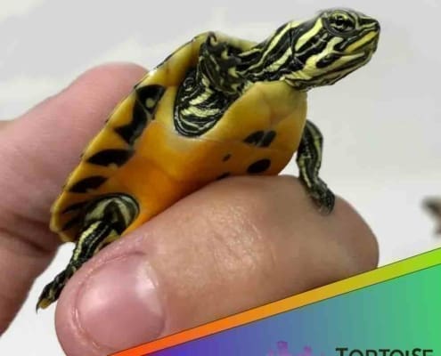 Red belly slider turtle for sale | Red bellied sliders for sale online