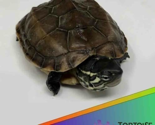 Reeve's Turtles for sale online by the best turtle breeders online
