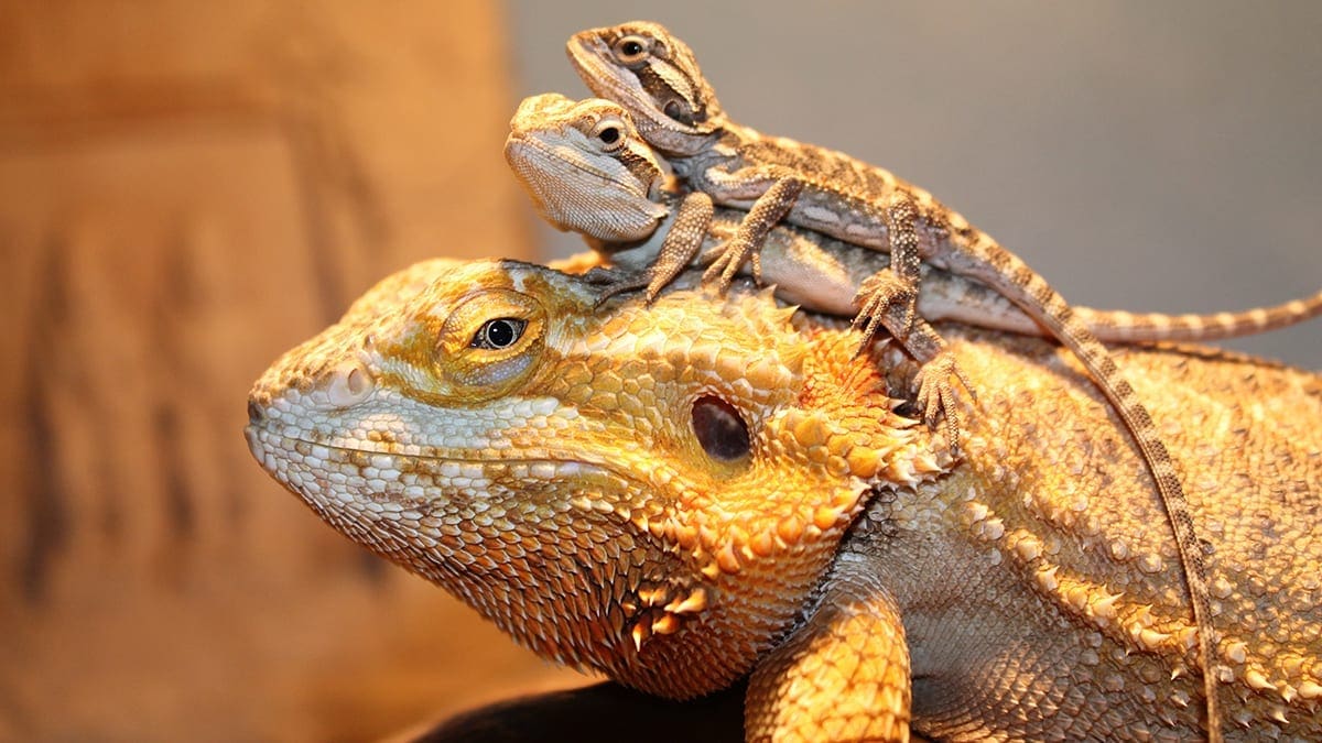 Bearded Dragon Diet Bearded Dragon Food Bearded Dragon Feeding