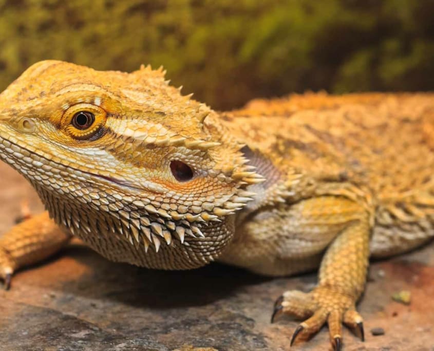 Do Bearded Dragons Drink Water Bearded Dragon Water