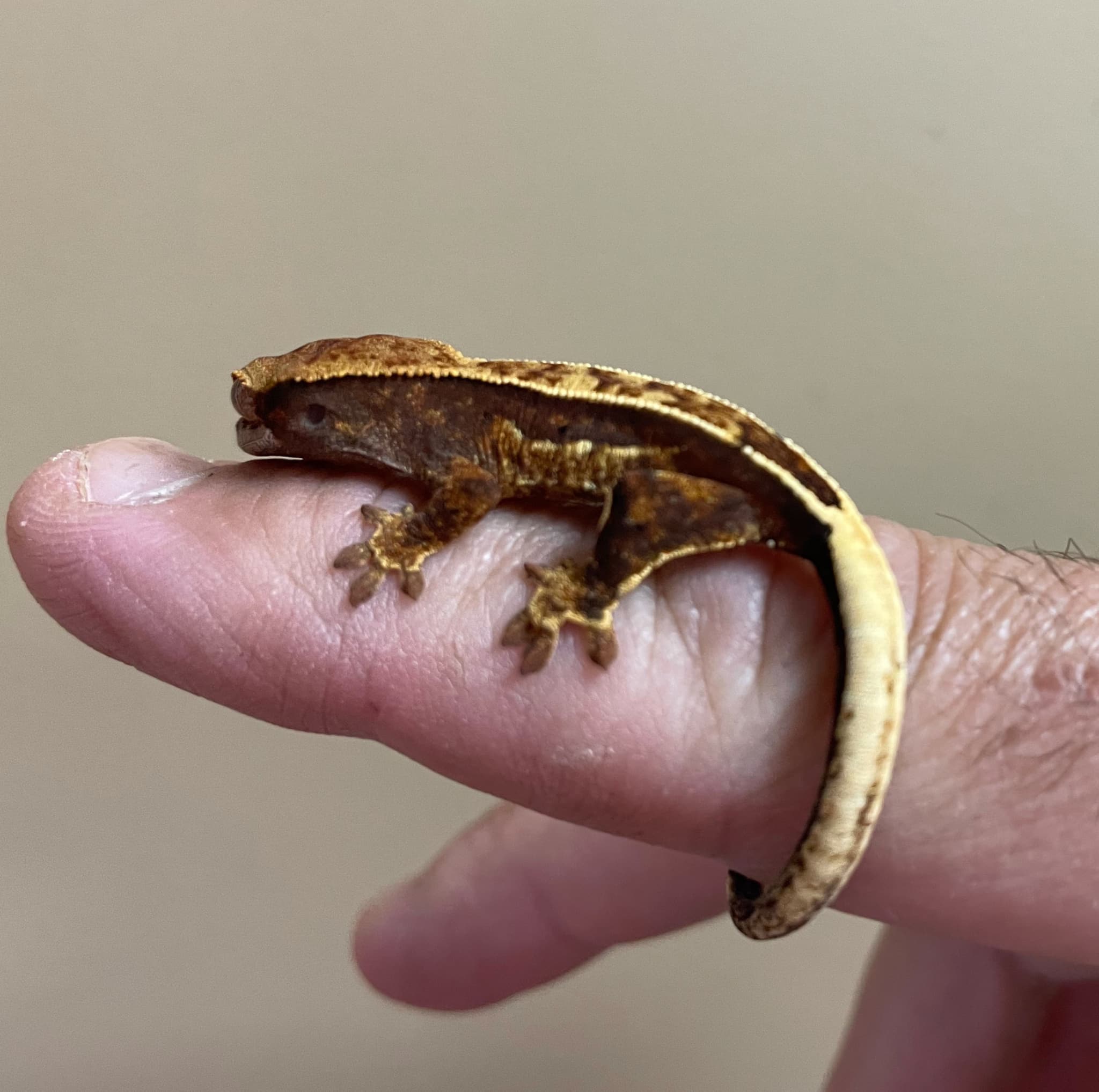 Chocolate Harlequin Crested Gecko for Sale | Chocolate Harlequin Gecko