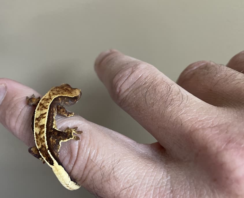 Chocolate Harlequin Crested Gecko for Sale | Baby Crested Gecko