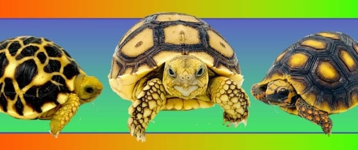 Tortoise for sale | baby turtles for sale baby tortoises on sale