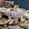 Eastern Collard Lizard for Sale | Captive Bred Desert Collard Lizard