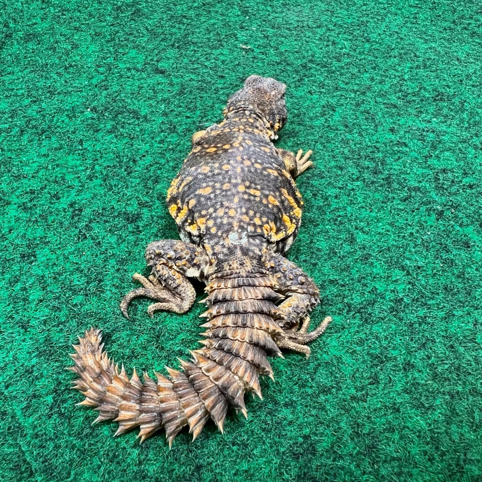 Red Uromastyx for Sale | Eastern Collard lizards and more!