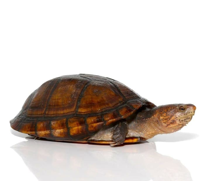 Red Cheeked Mud Turtle for Sale | red cheek mud turtle near me