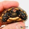 Tortoise for sale online | baby tortoises and turtles for sale near me