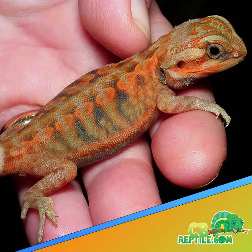 Bearded Dragon Lifespan How Long do Bearded Dragons Live